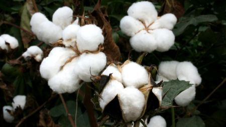 Catalogue | WTO e-Learning Platform